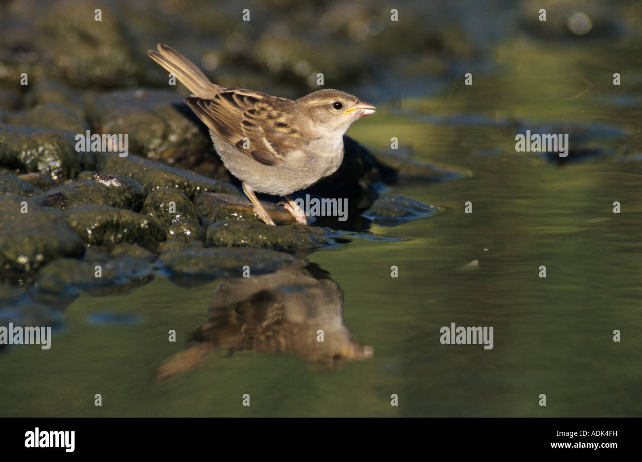 Passer domesticus males hi-res stock photography and images - Alamy