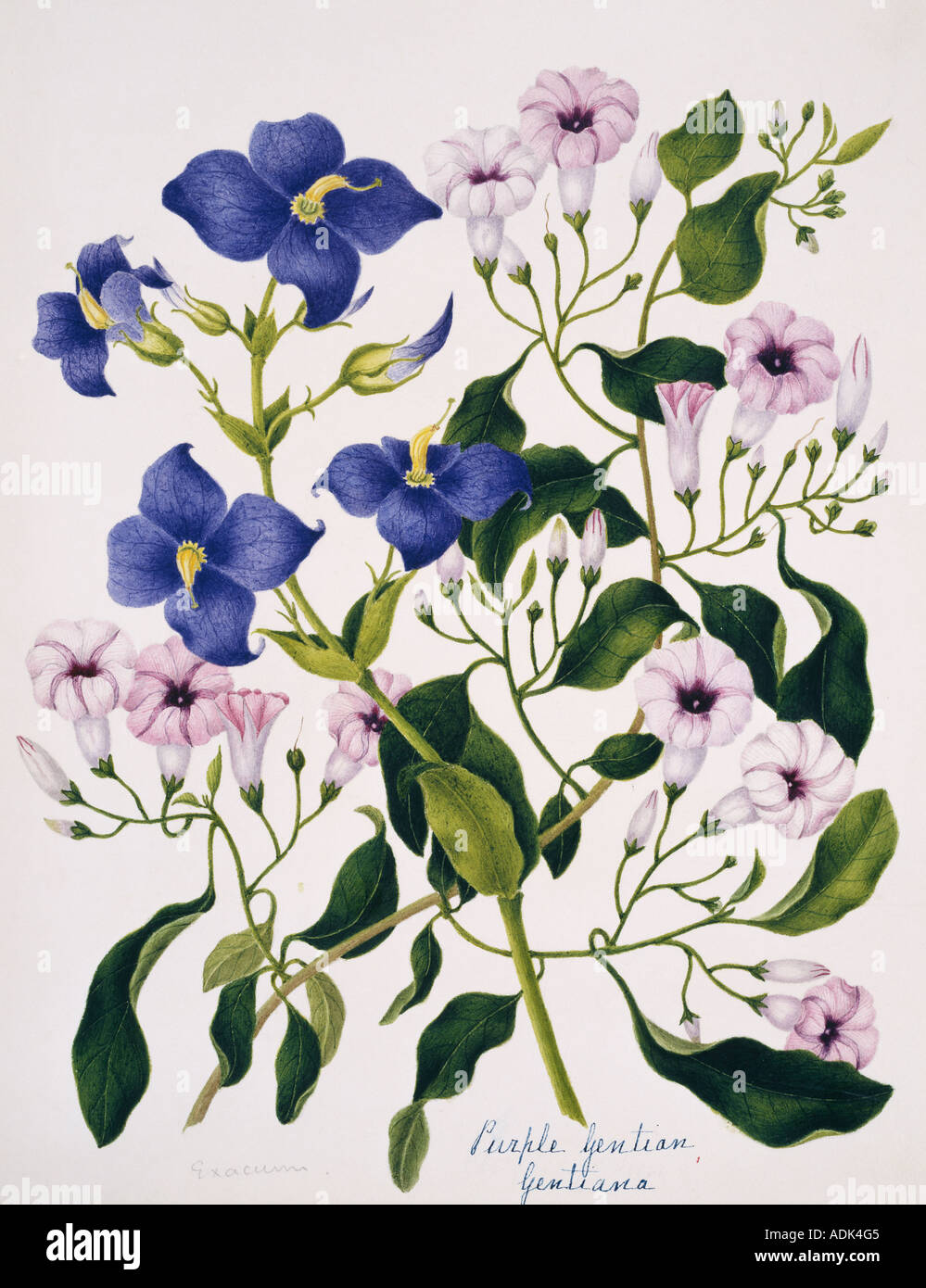 Gentiana flower drawing hi-res stock photography and images - Alamy