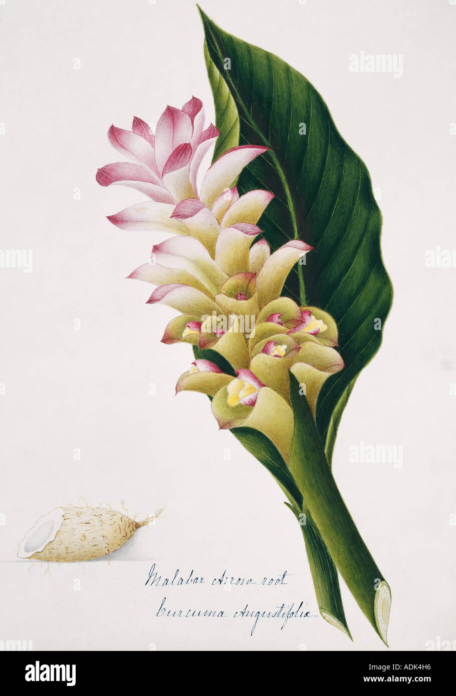 Curcuma drawing hi-res stock photography and images - Alamy