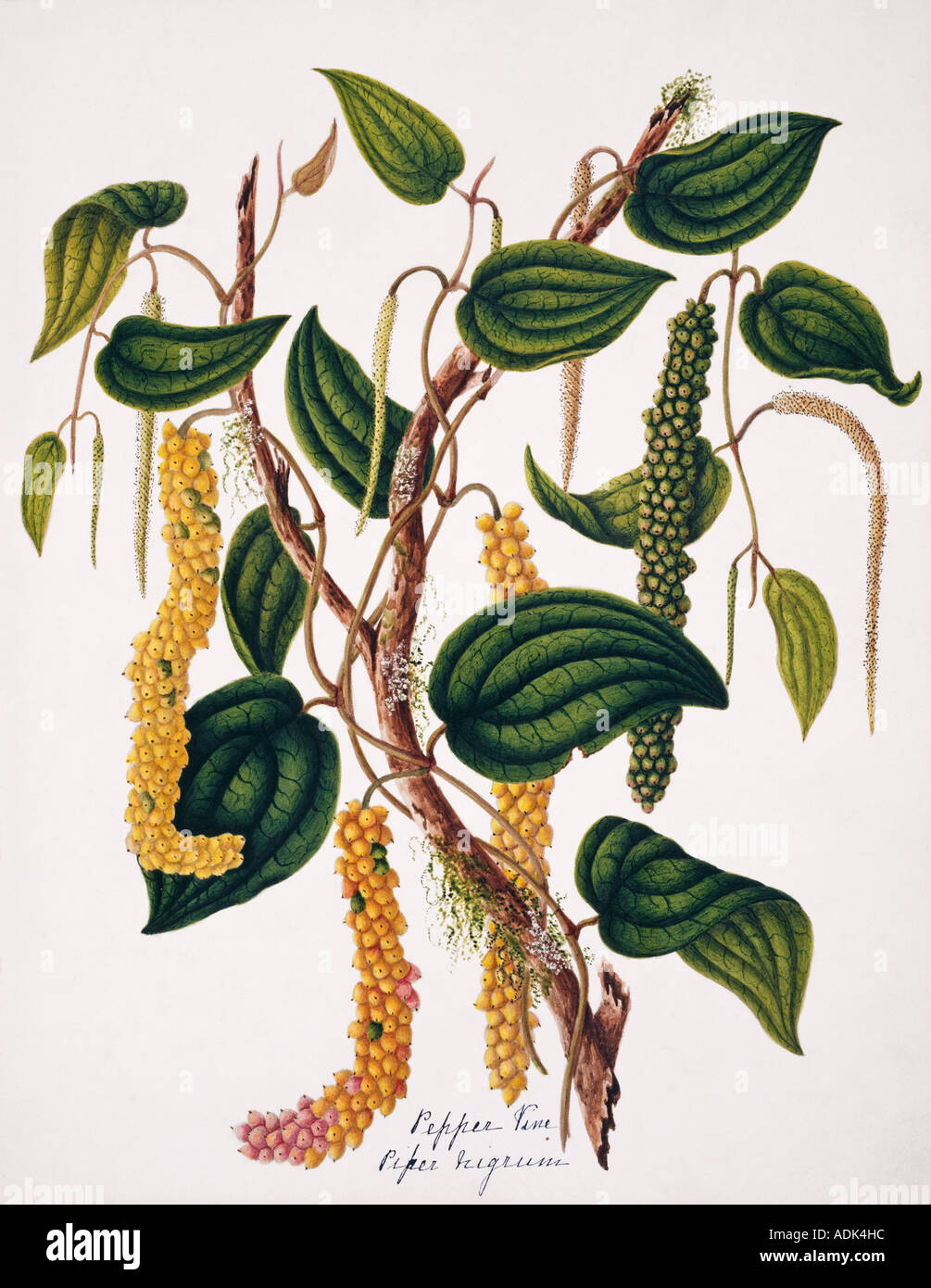 Piper nigrum pepper vine Stock Photo - Alamy