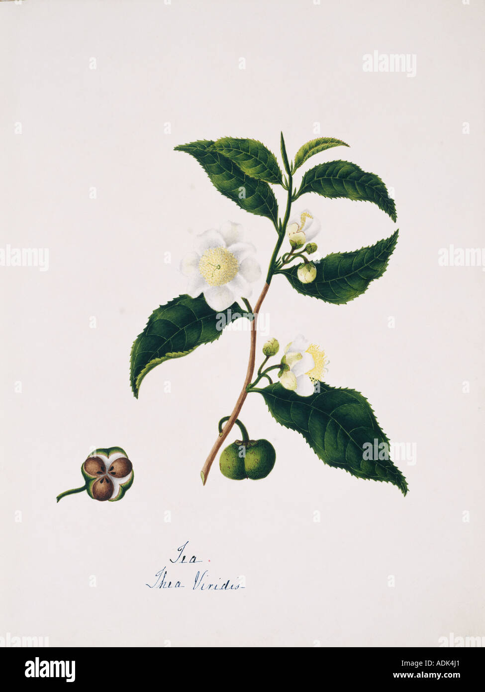 Viridis hi-res stock photography and images - Alamy