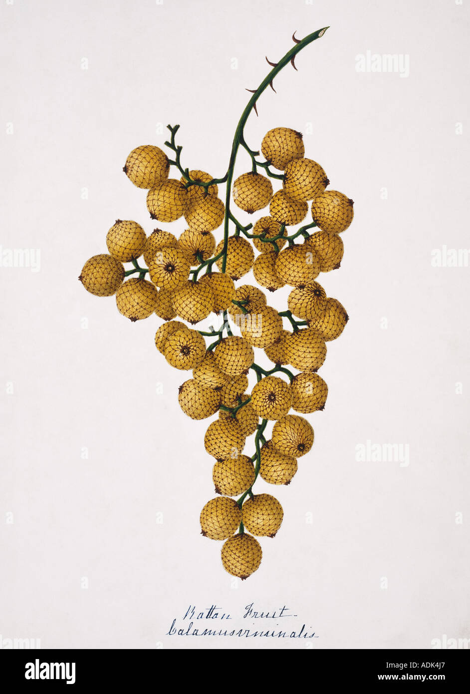 Calamus viminalis rattan fruit Stock Photo - Alamy