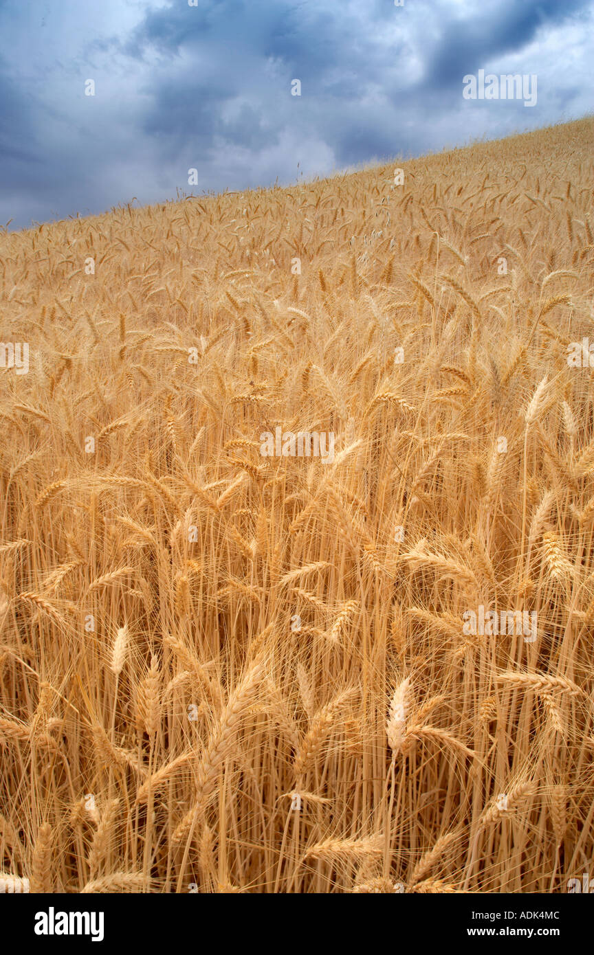 Wheat field The Palouse Washington Stock Photo - Alamy