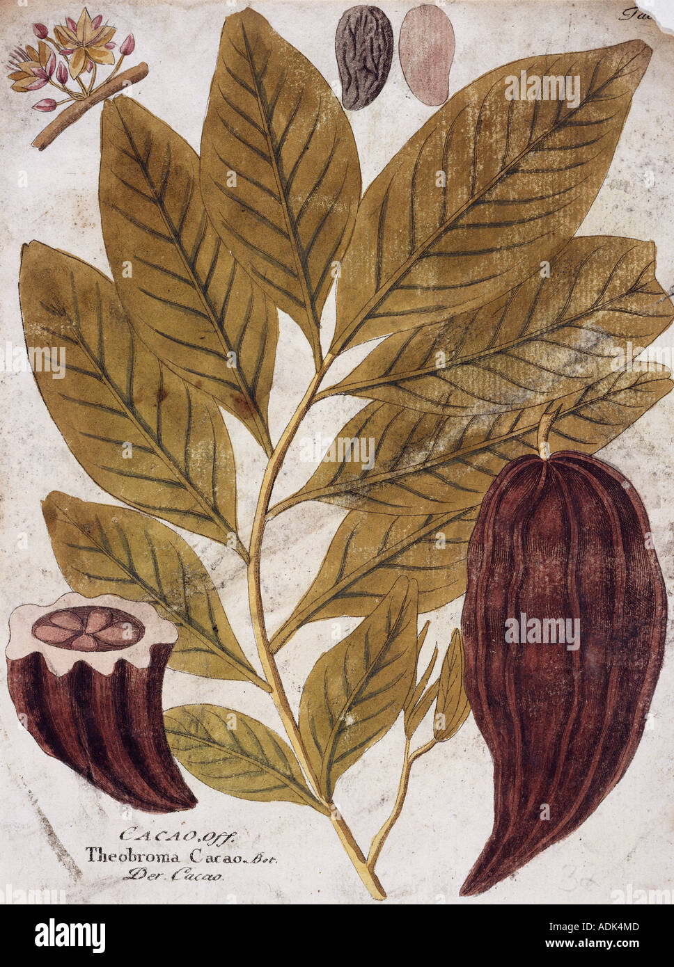 Cacao tree botanical drawing hi-res stock photography and images - Alamy