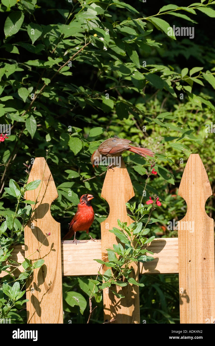 Cardinal and Garden Scene Stock Photo - Alamy