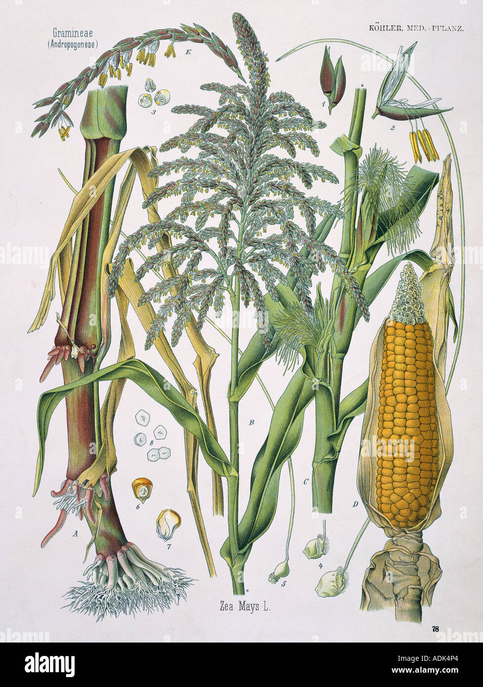 Zea mays corn Stock Photo - Alamy