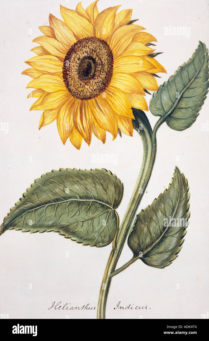 Sunflower botanical drawing hi-res stock photography and images - Alamy