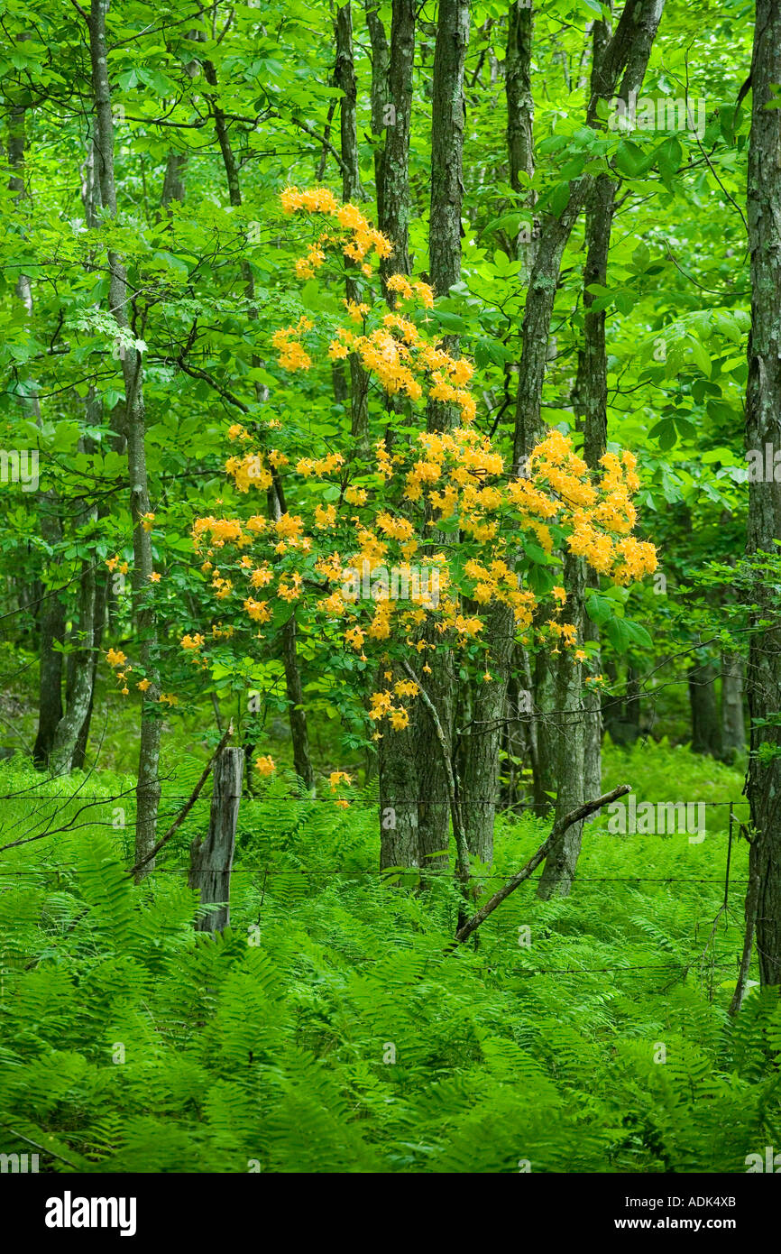 Wild azalea forest hi-res stock photography and images - Alamy