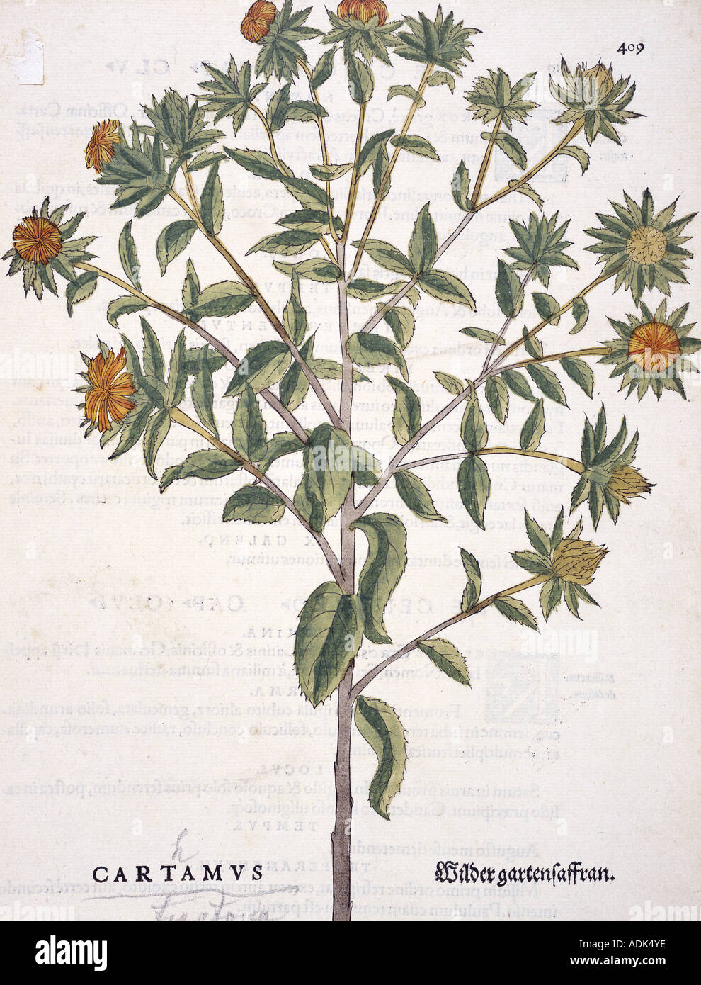 Safflower (carthamus tinctorius) hi-res stock photography and images ...