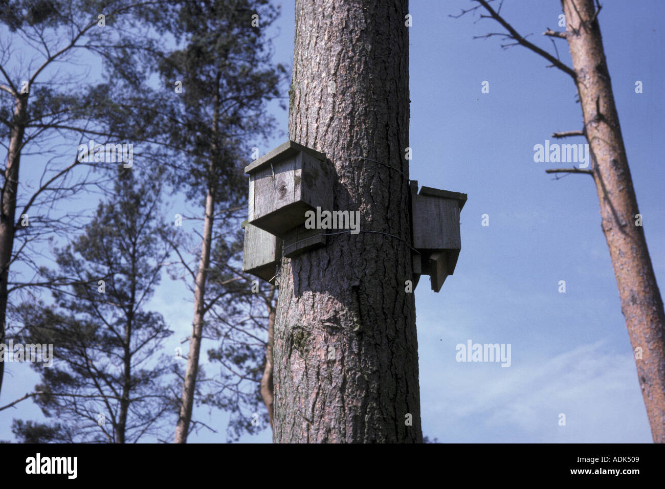 Mammal Conservation Bat roosting and breeding boxes Stock Photo - Alamy