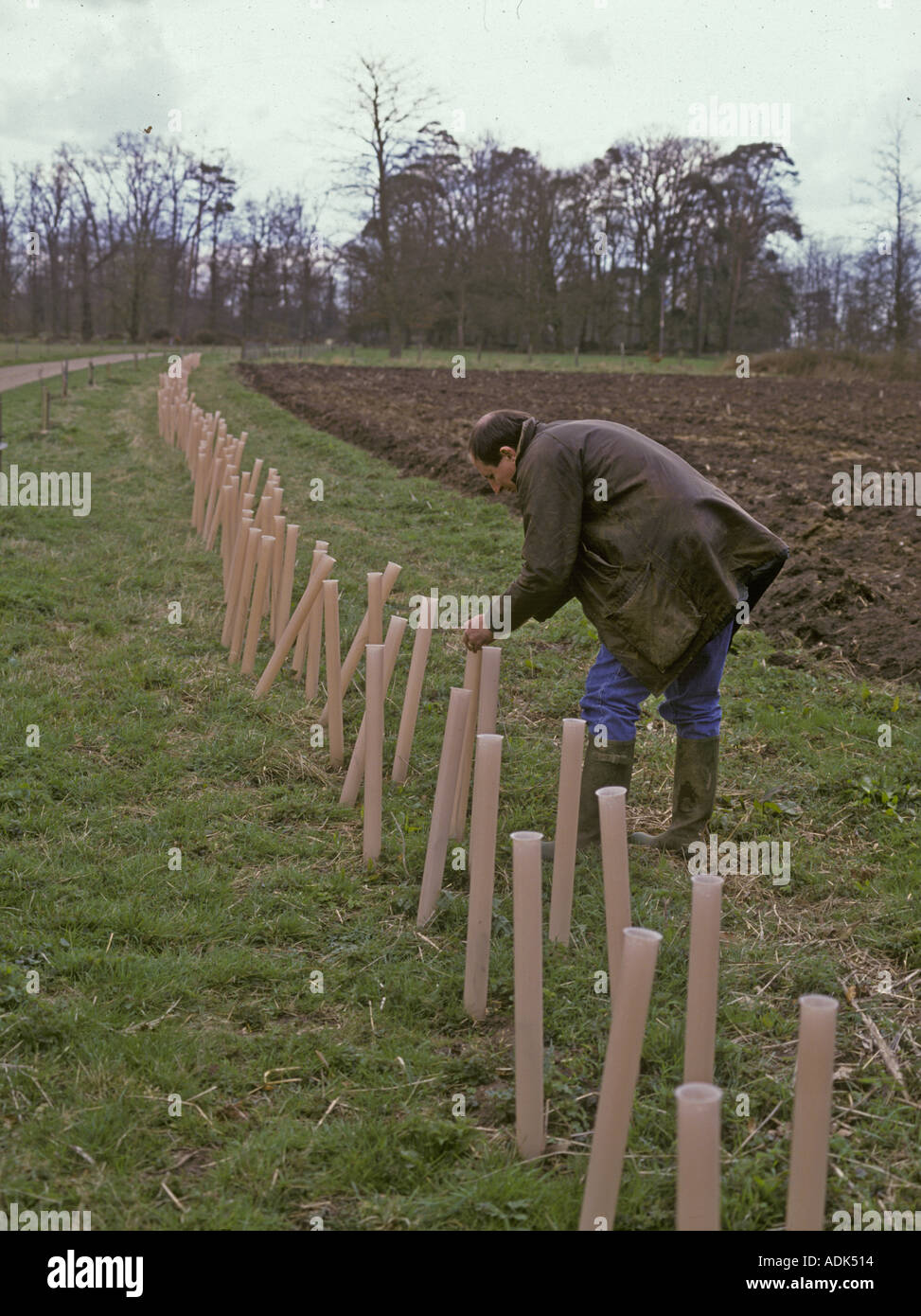 Conservation Work Man checking newly planted young trees between road ...