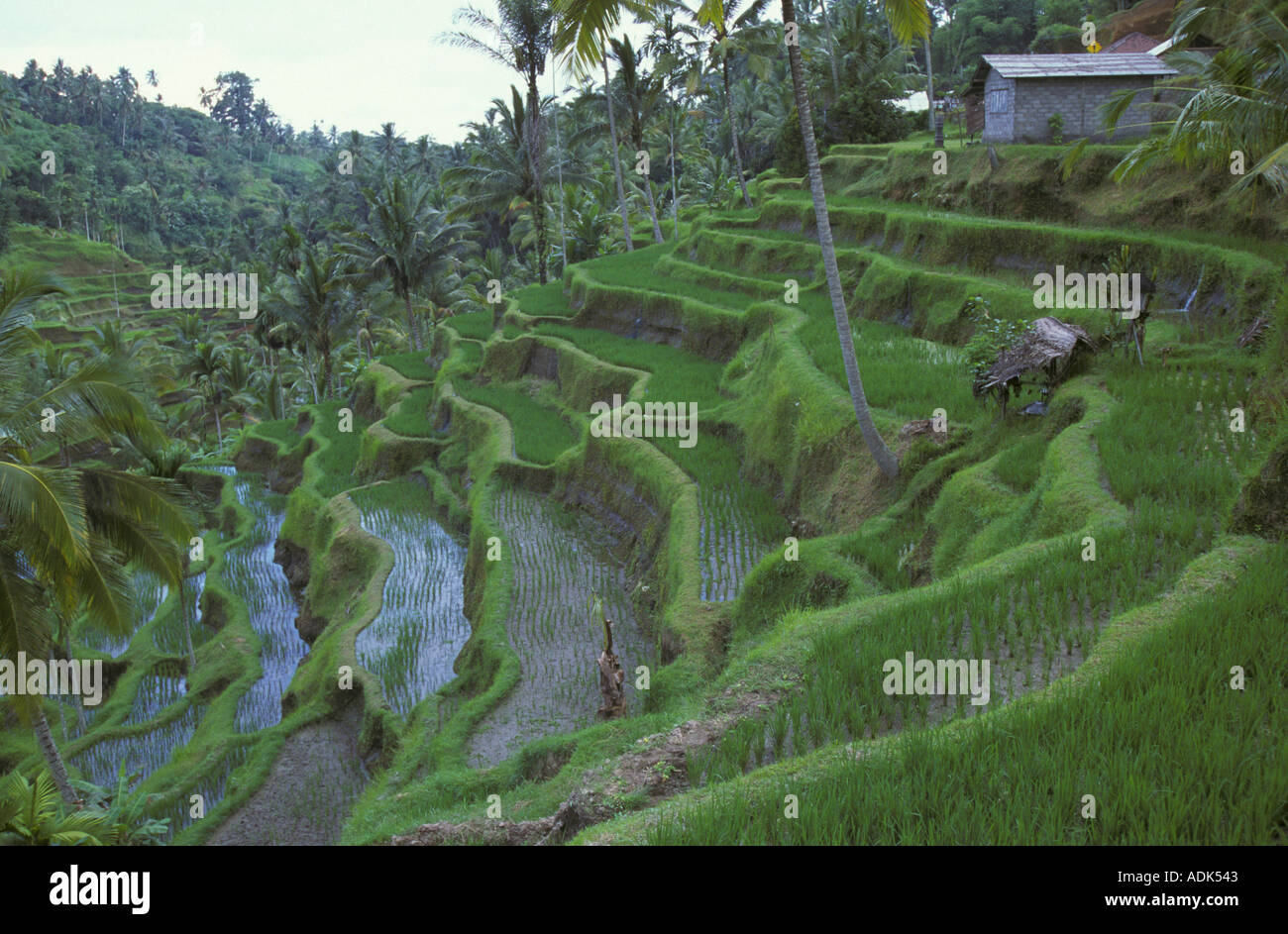 Rice Paddy field rice terraces and palm trees growing on Bali Stock ...