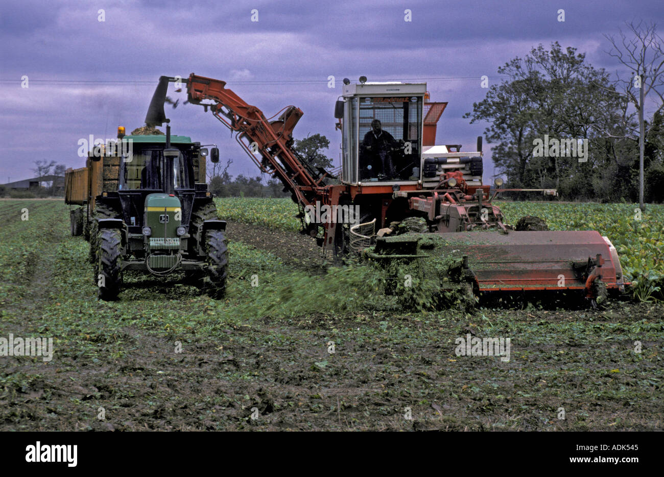 Farming Crops Sugar beet Harvesting Tractor trailer Stock Photo - Alamy