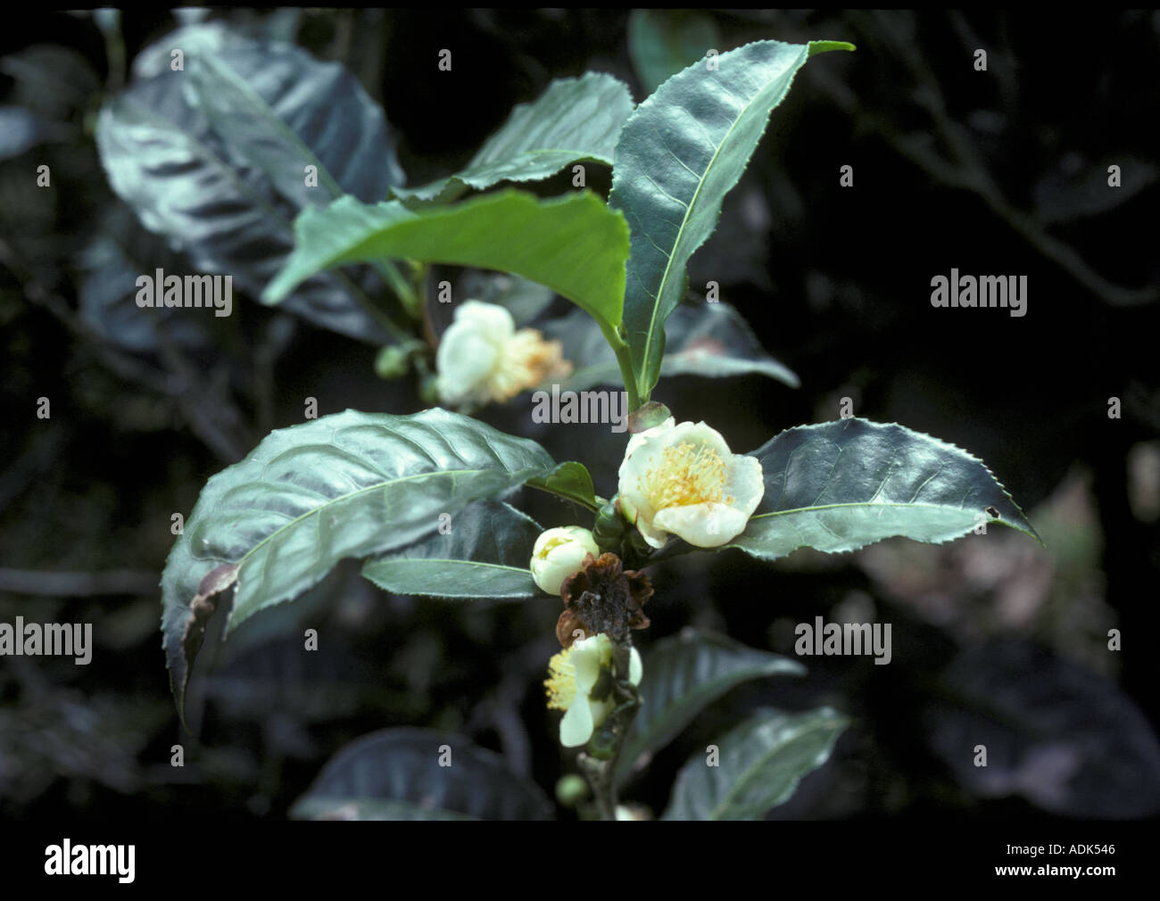 Camellia Thea High Resolution Stock Photography and Images - Alamy