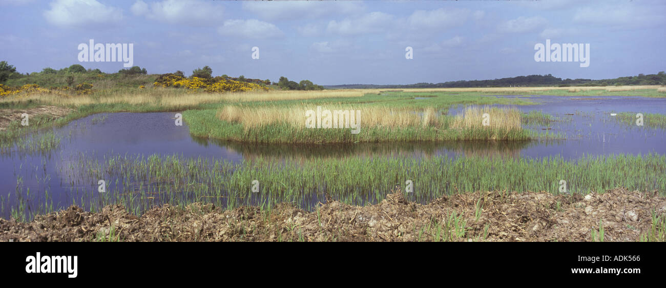 Conservation Reserve Westwood Marshes North of Dingle showing Reedbed ...