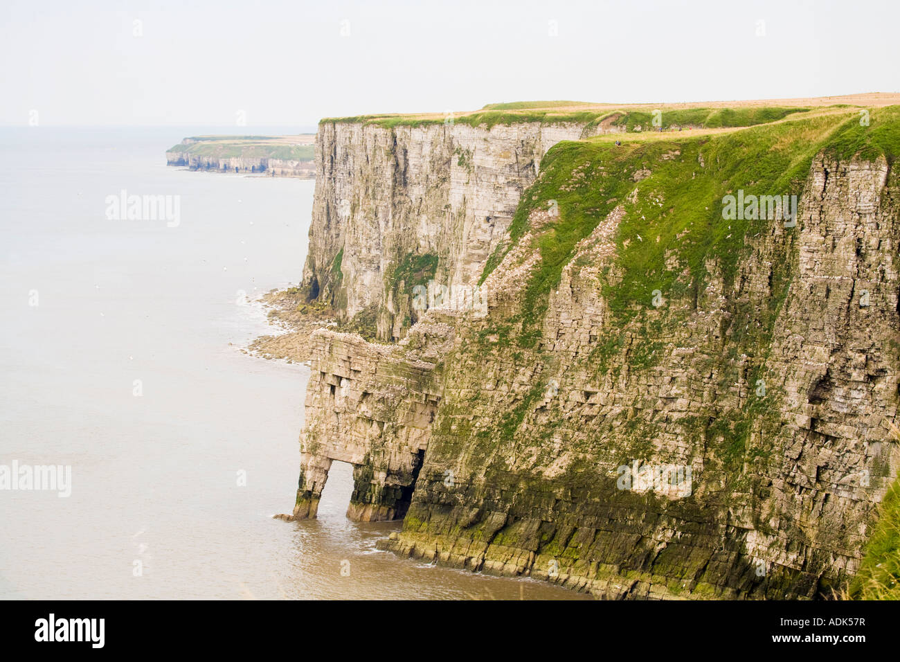 The Cliffs at Bempton Yorkshire coast Stock Photo - Alamy