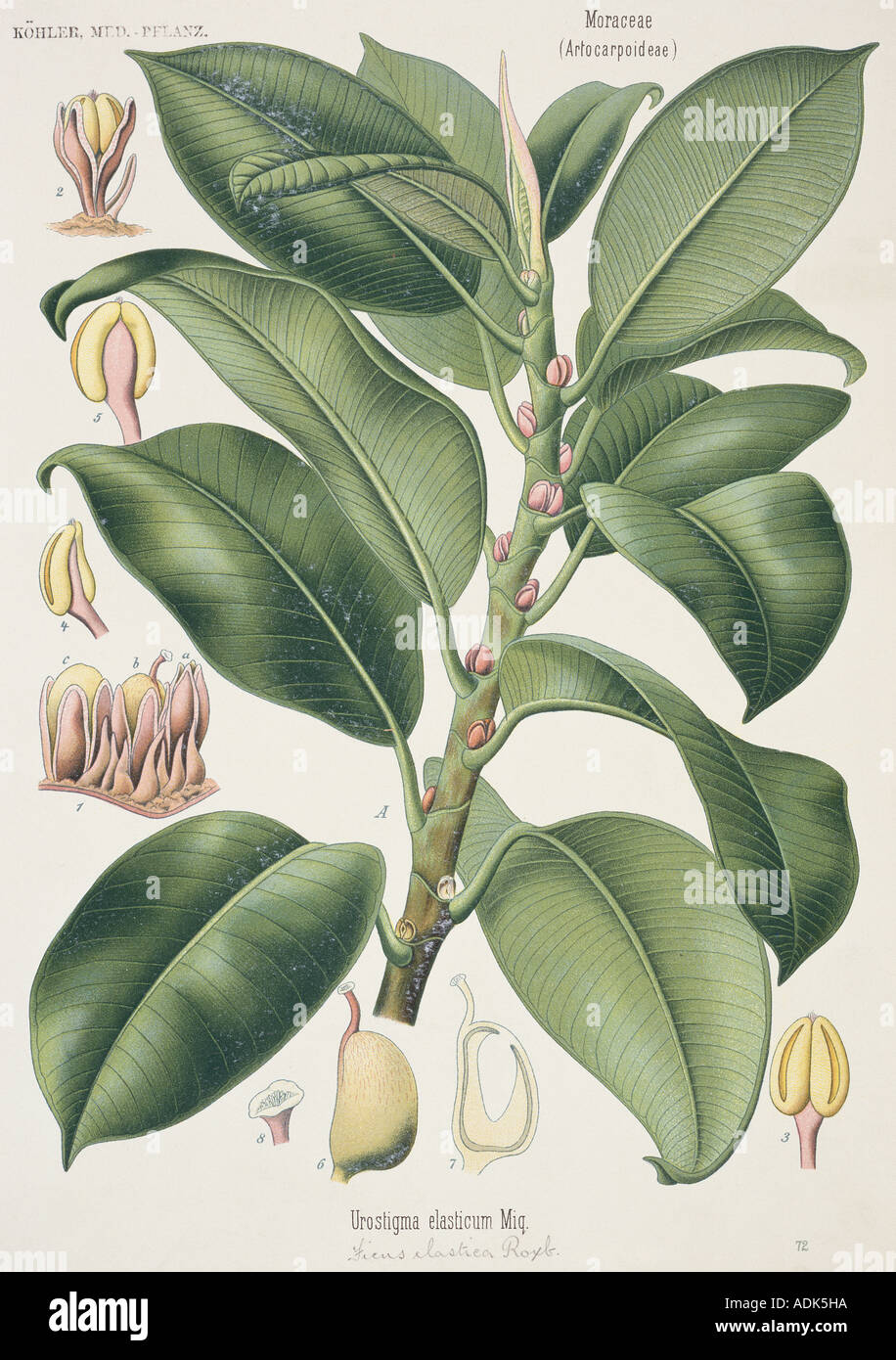 Indian rubber tree hi-res stock photography and images - Alamy