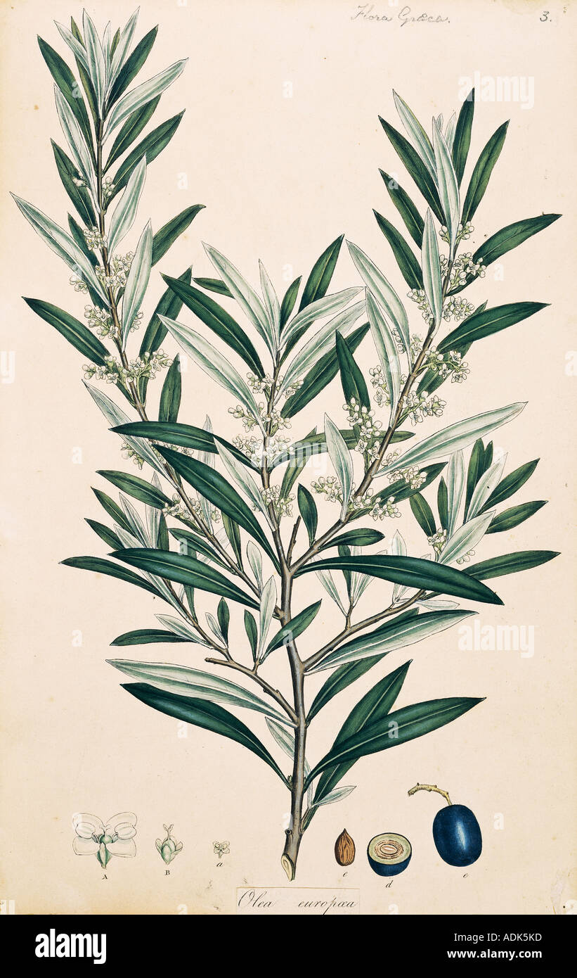 Olea europaea olive Stock Photo - Alamy