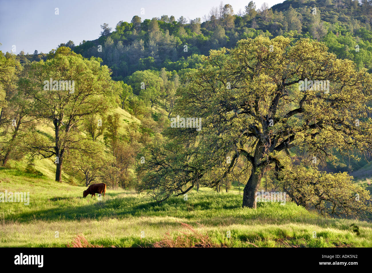 Pasture with cattle and oak trees Bear Valley California Stock Photo ...