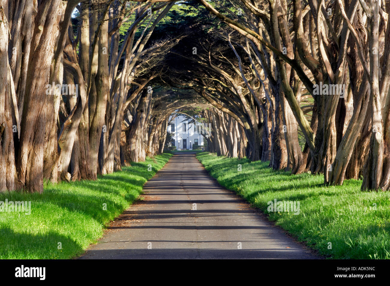 Road Cyprus tree and RCA Building Point Reyes National Seashore ...