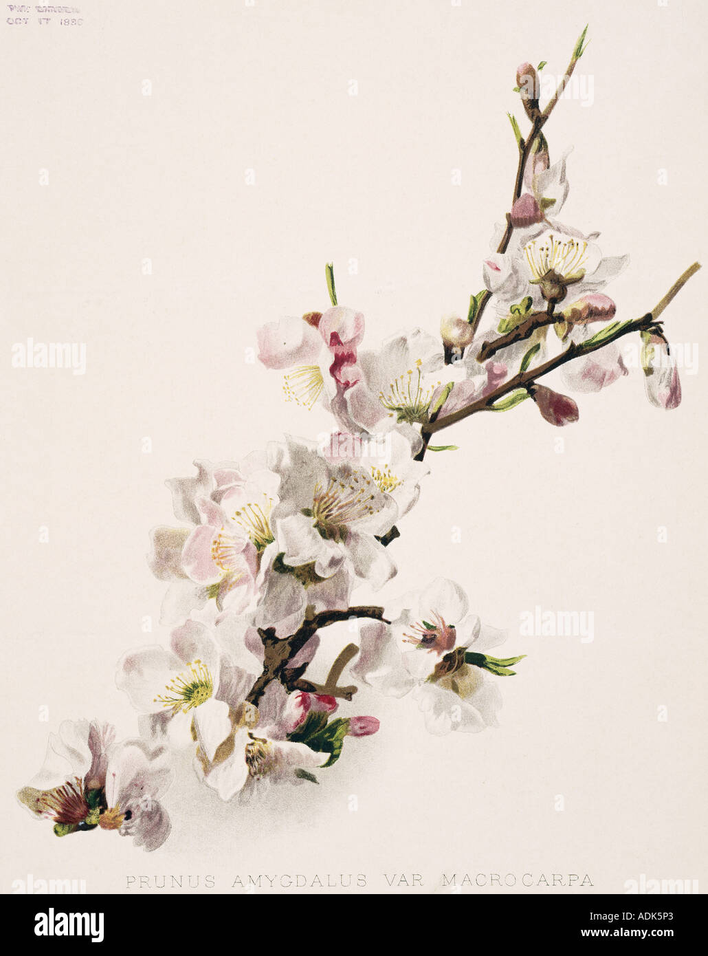 Prunus amygdalus almond Stock Photo - Alamy