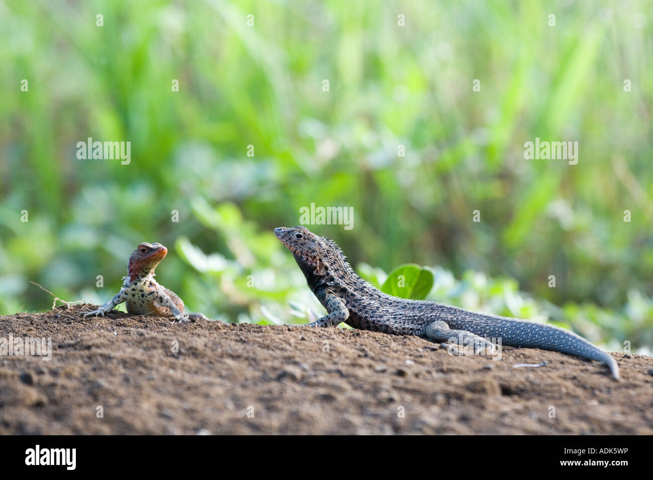 Female and male Lava Lizard Stock Photo - Alamy