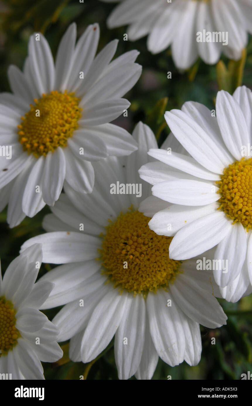 Daisy bell hi-res stock photography and images - Alamy