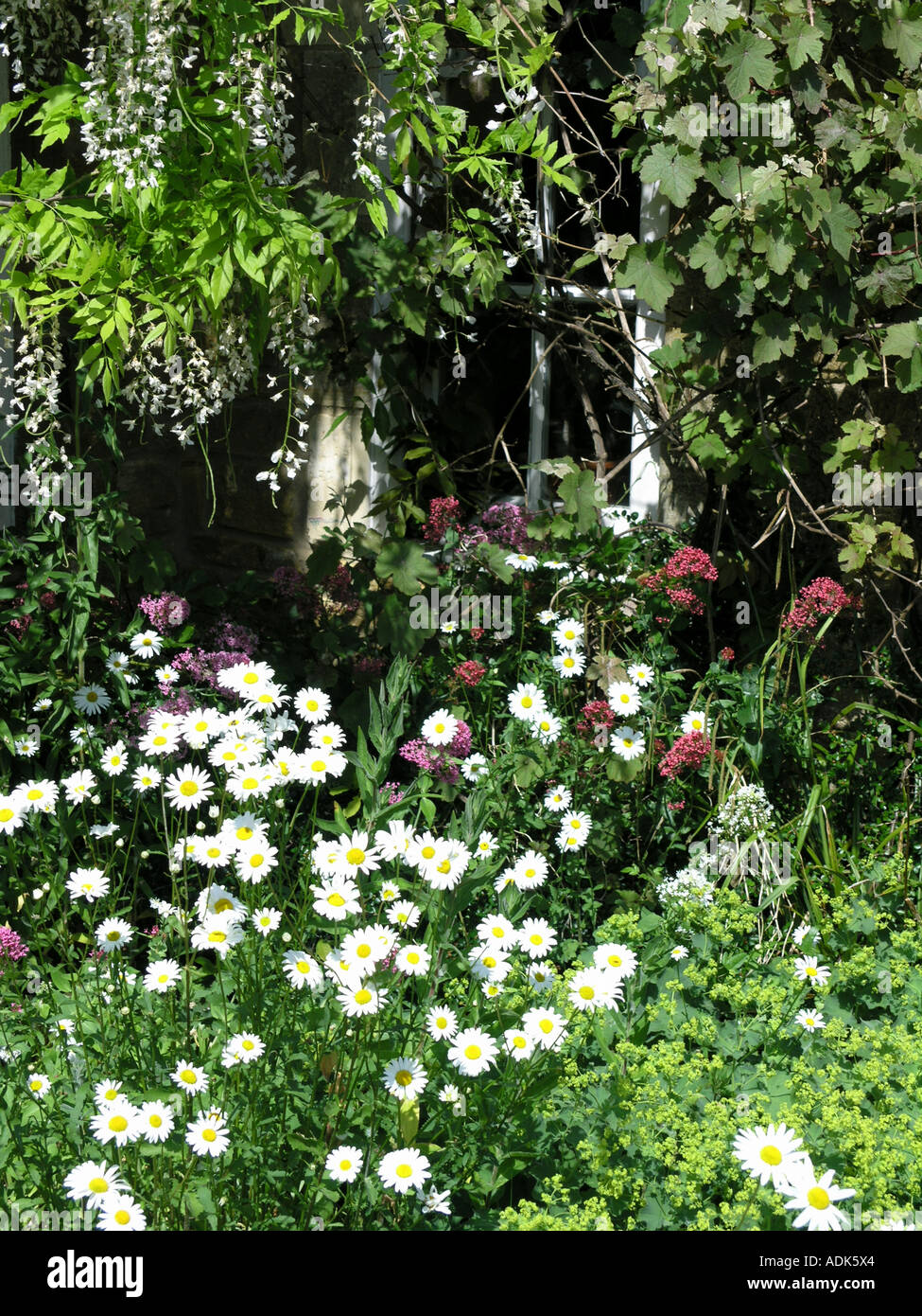 Delicate border hi-res stock photography and images - Alamy