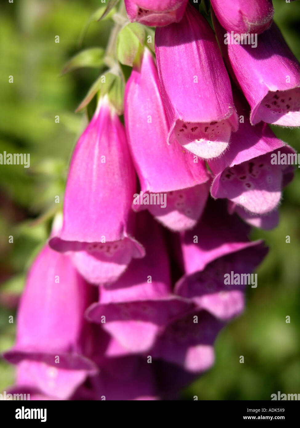 Pink Foxglove digitalis Stock Photo - Alamy