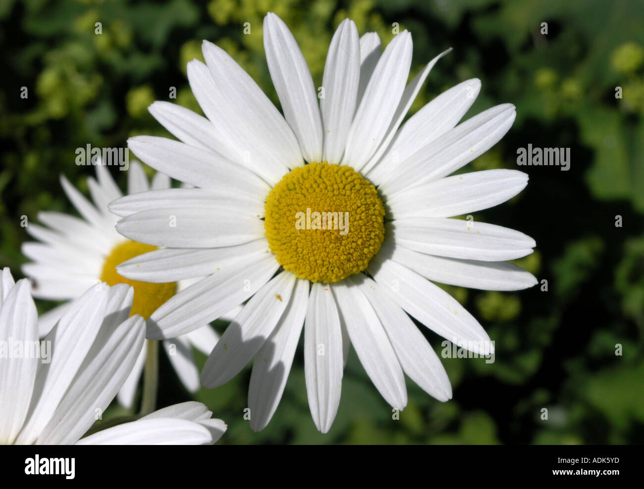 Moon daisies hi-res stock photography and images - Alamy
