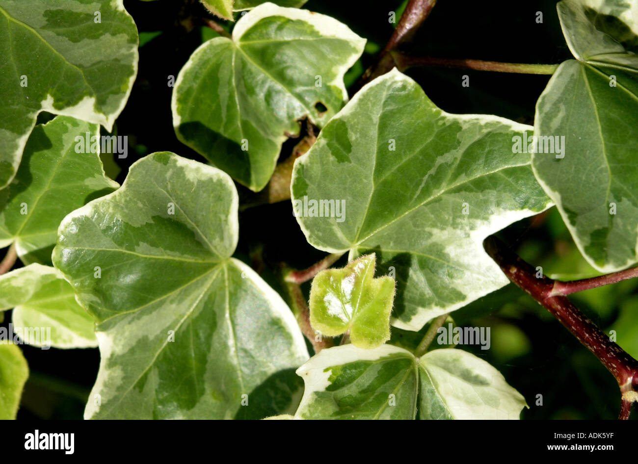 Varigated ivy hi-res stock photography and images - Alamy