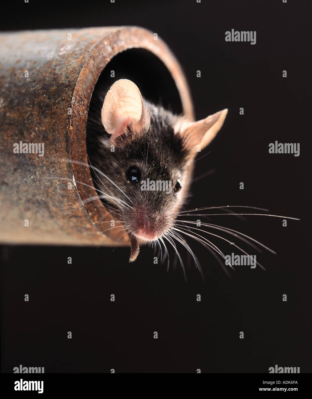 Out of a pipe hi-res stock photography and images - Alamy