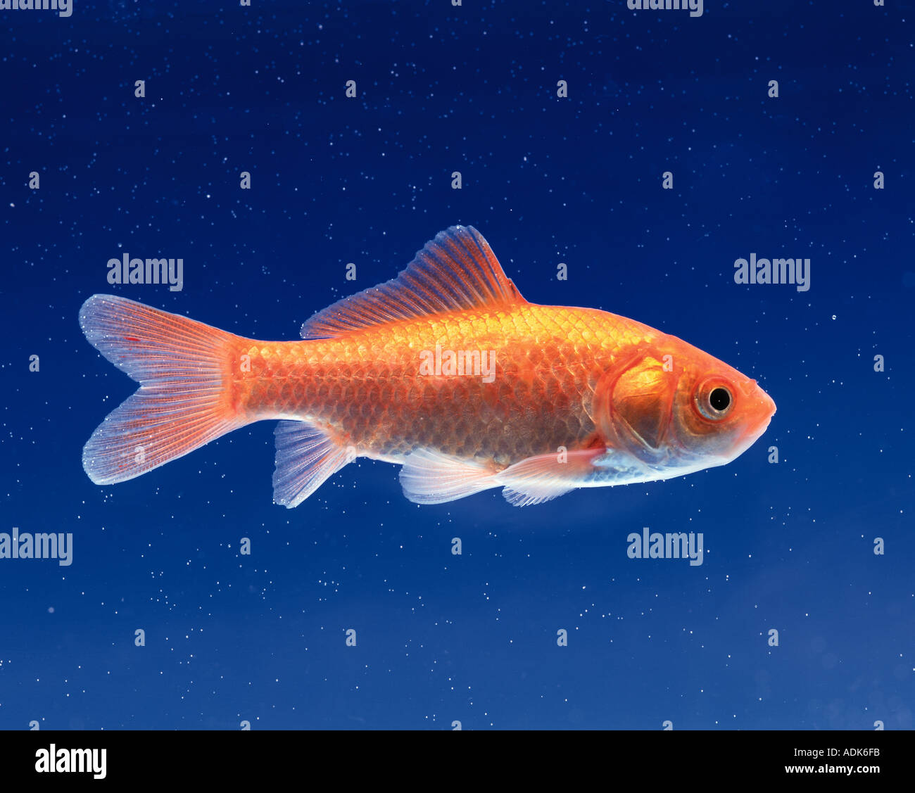 Goldfish cutout carassius auratus auratus hi-res stock photography and ...