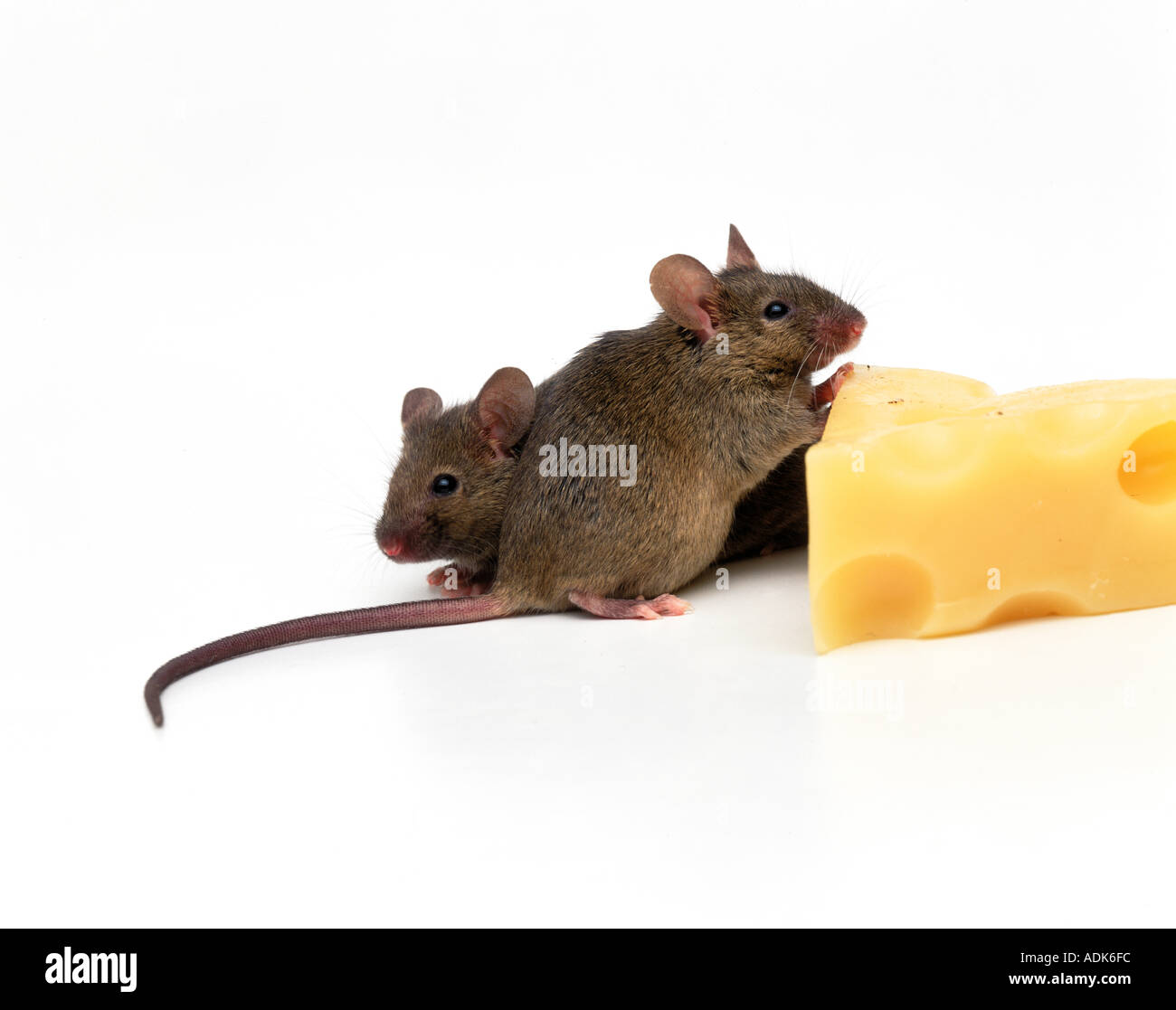 House mice hi-res stock photography and images - Alamy