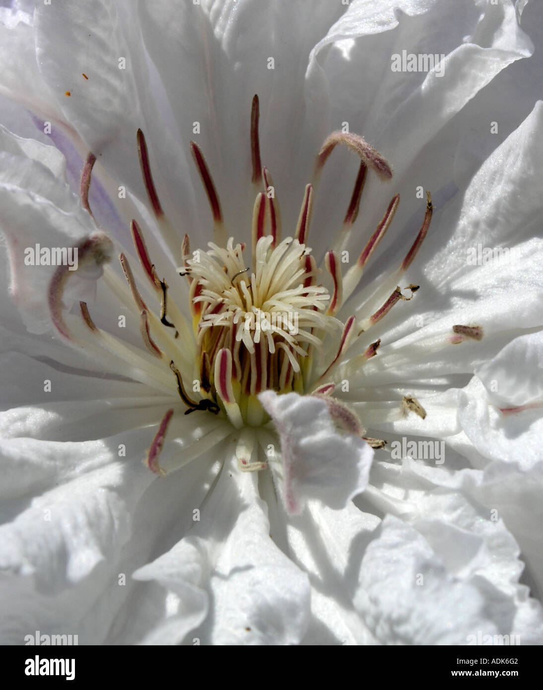 Yellow bell clematis hi-res stock photography and images - Alamy