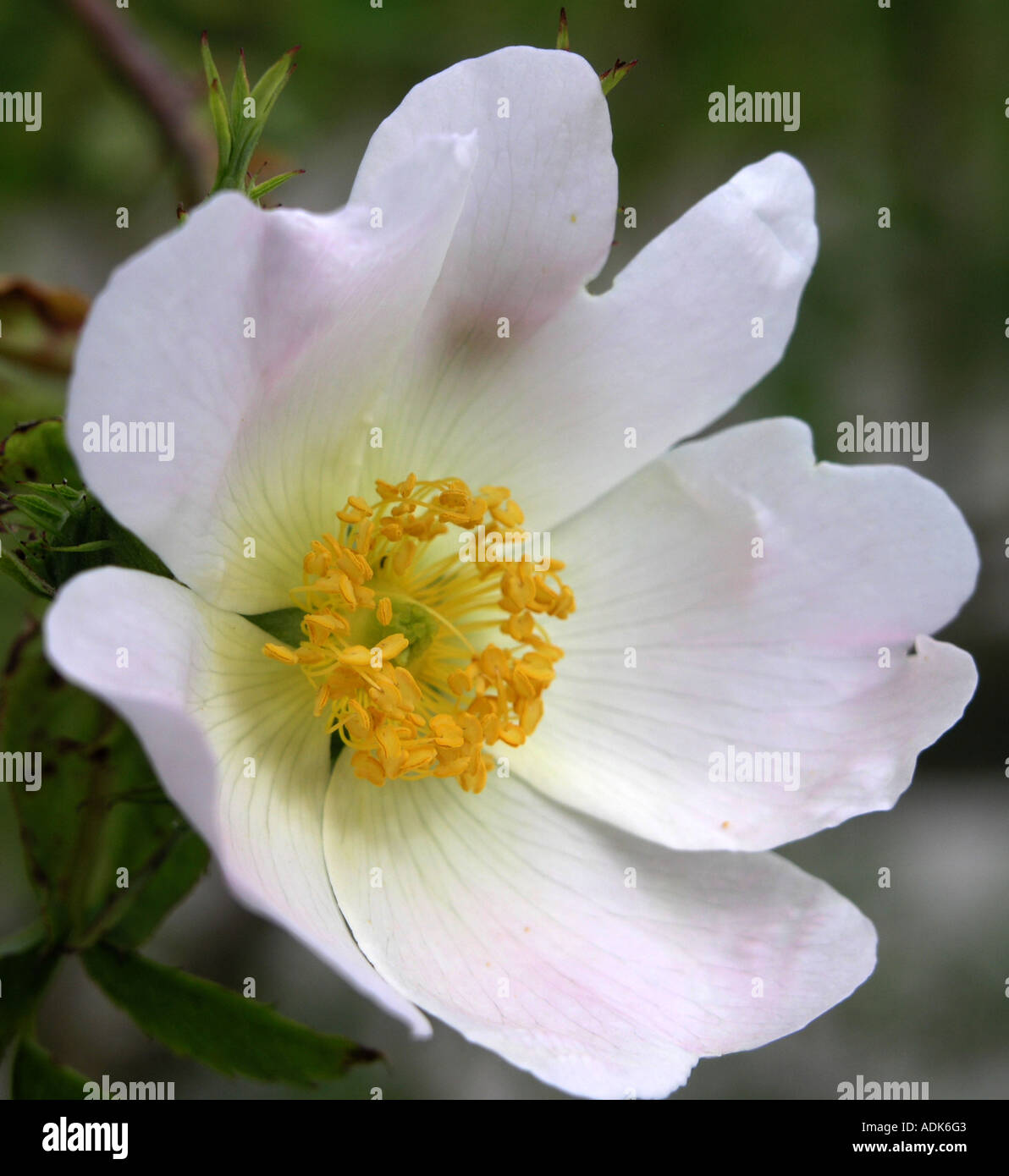 Single pink wild rose Stock Photo - Alamy
