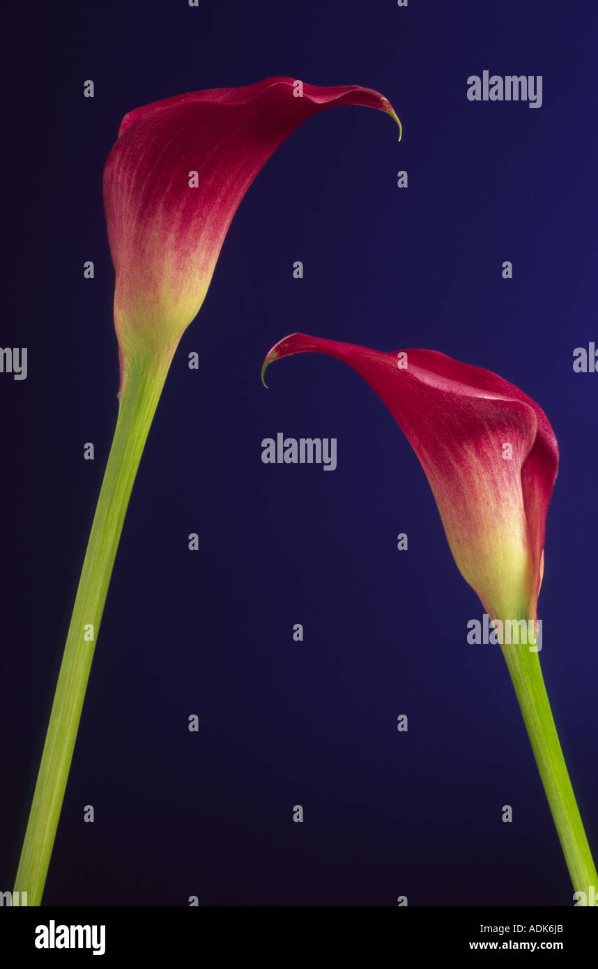 Two calla lilies hi-res stock photography and images - Alamy