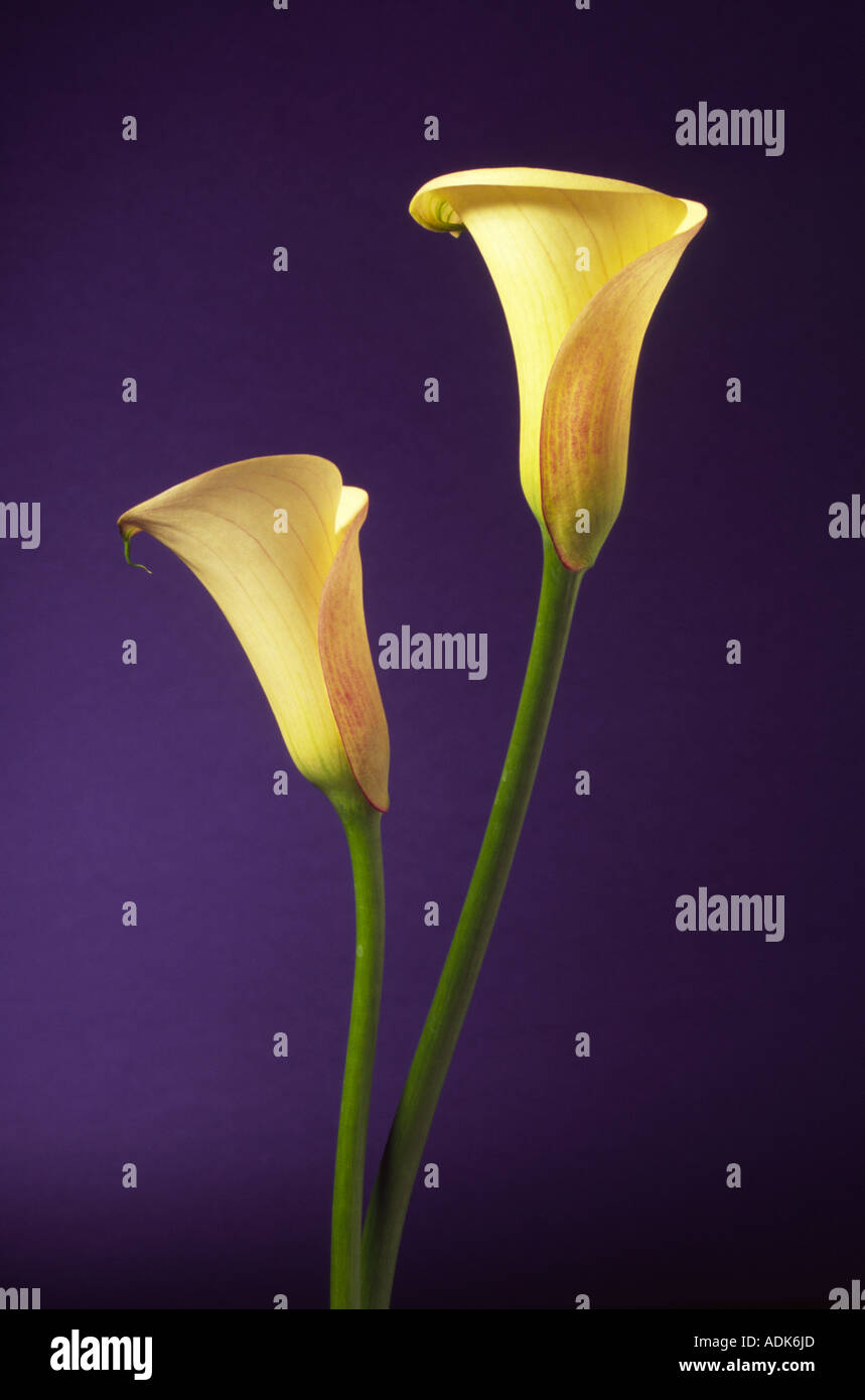 Two yellow lilies hi-res stock photography and images - Alamy