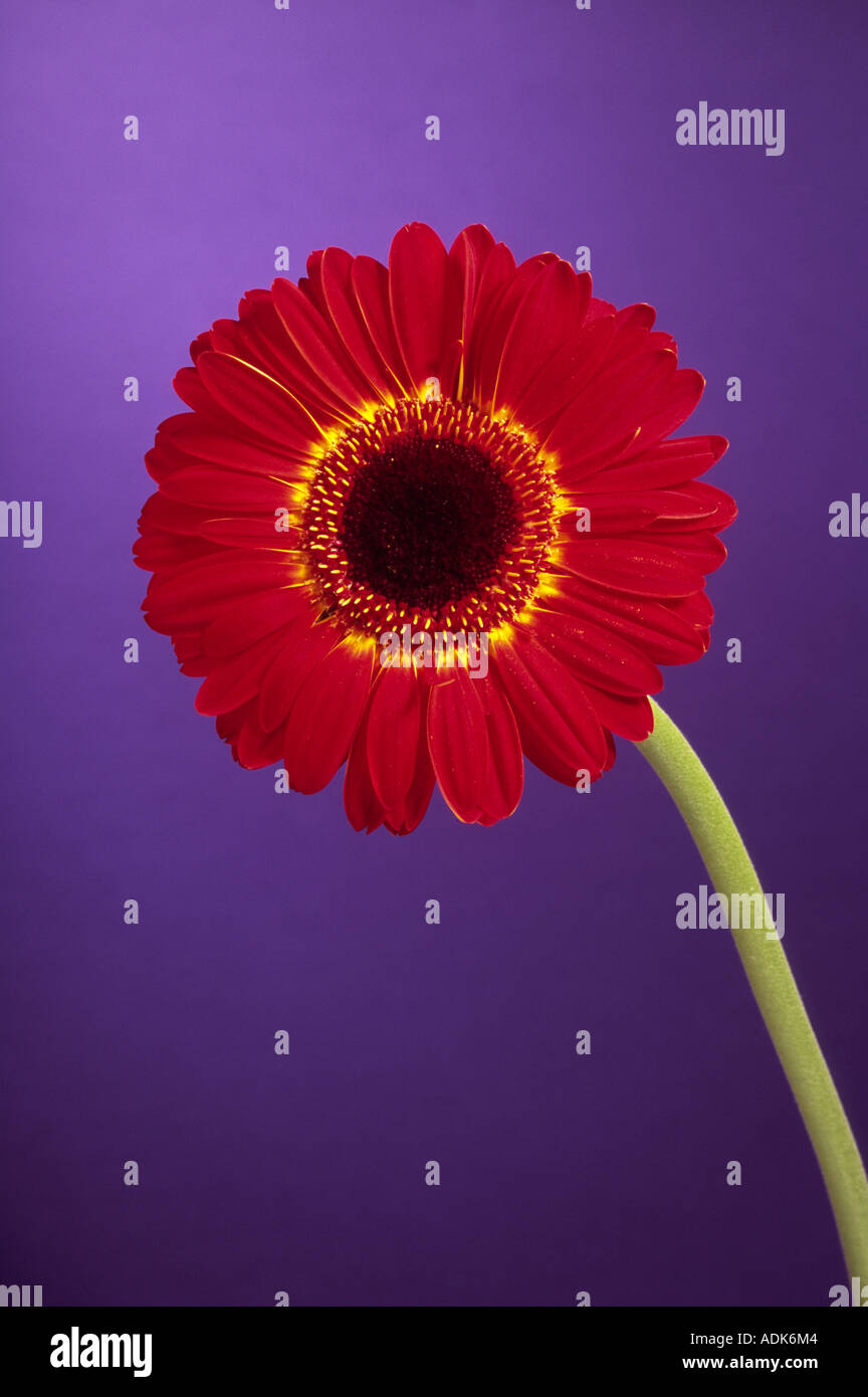 The transvaal daisy hi-res stock photography and images - Alamy