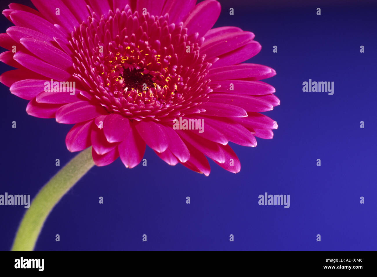 pink Transvaal daisy (gerbera Stock Photo - Alamy