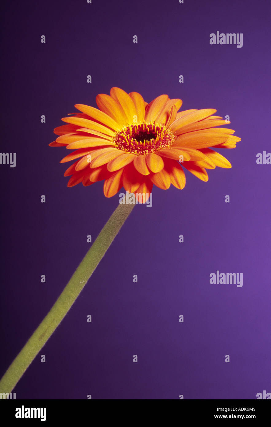 The transvaal daisy hi-res stock photography and images - Alamy
