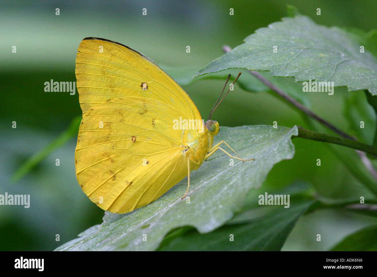 Phoebus hi-res stock photography and images - Alamy