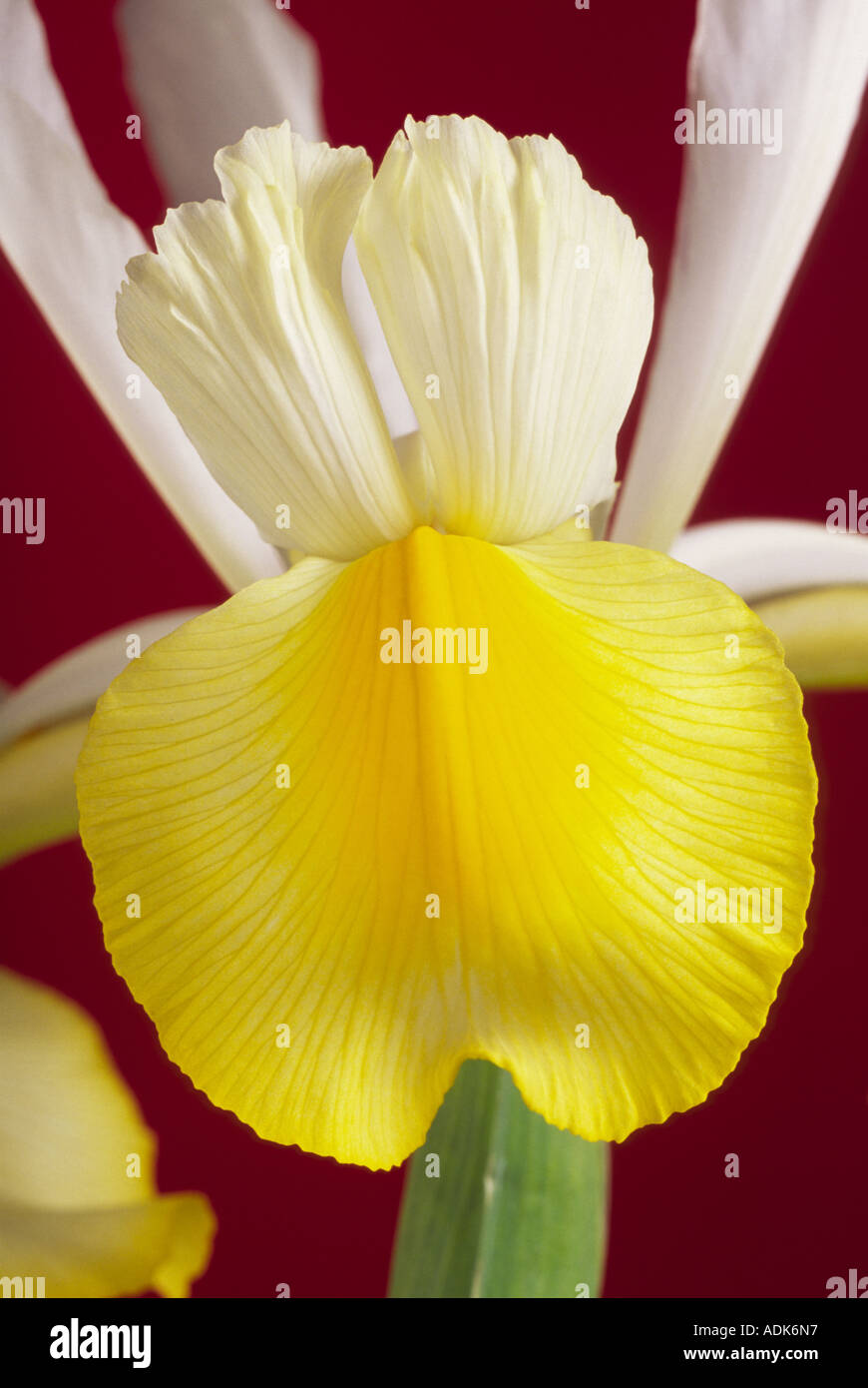 Iris apollo hi-res stock photography and images - Alamy