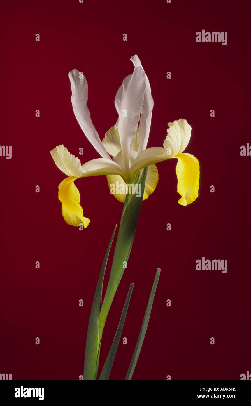 Iris apollo hi-res stock photography and images - Alamy