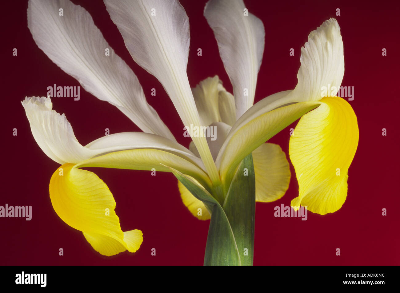 Iris apollo hi-res stock photography and images - Alamy
