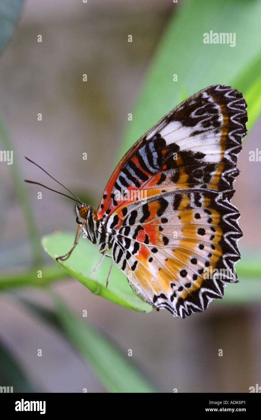Cethosia biblis hi-res stock photography and images - Alamy