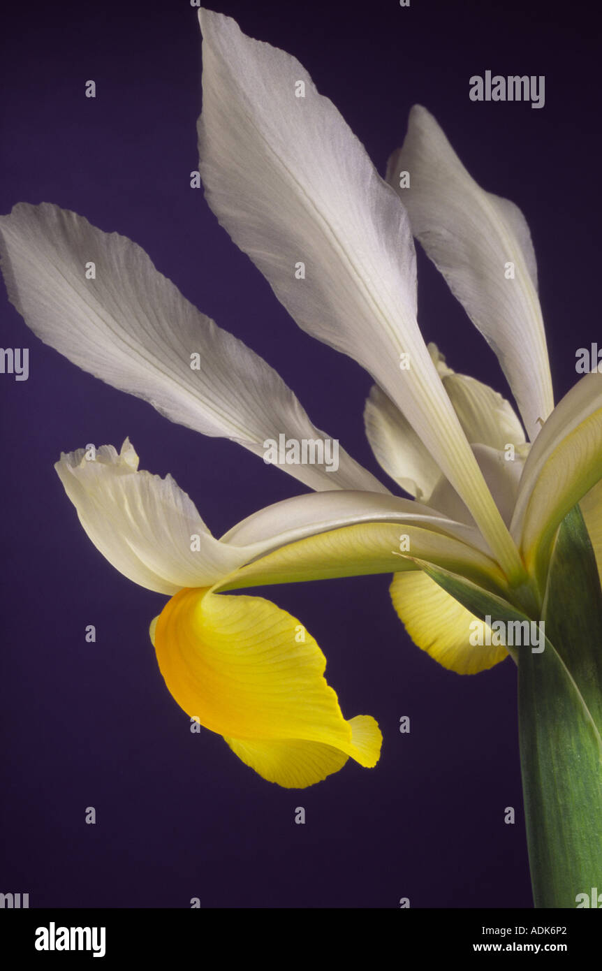 Iris apollo hi-res stock photography and images - Alamy