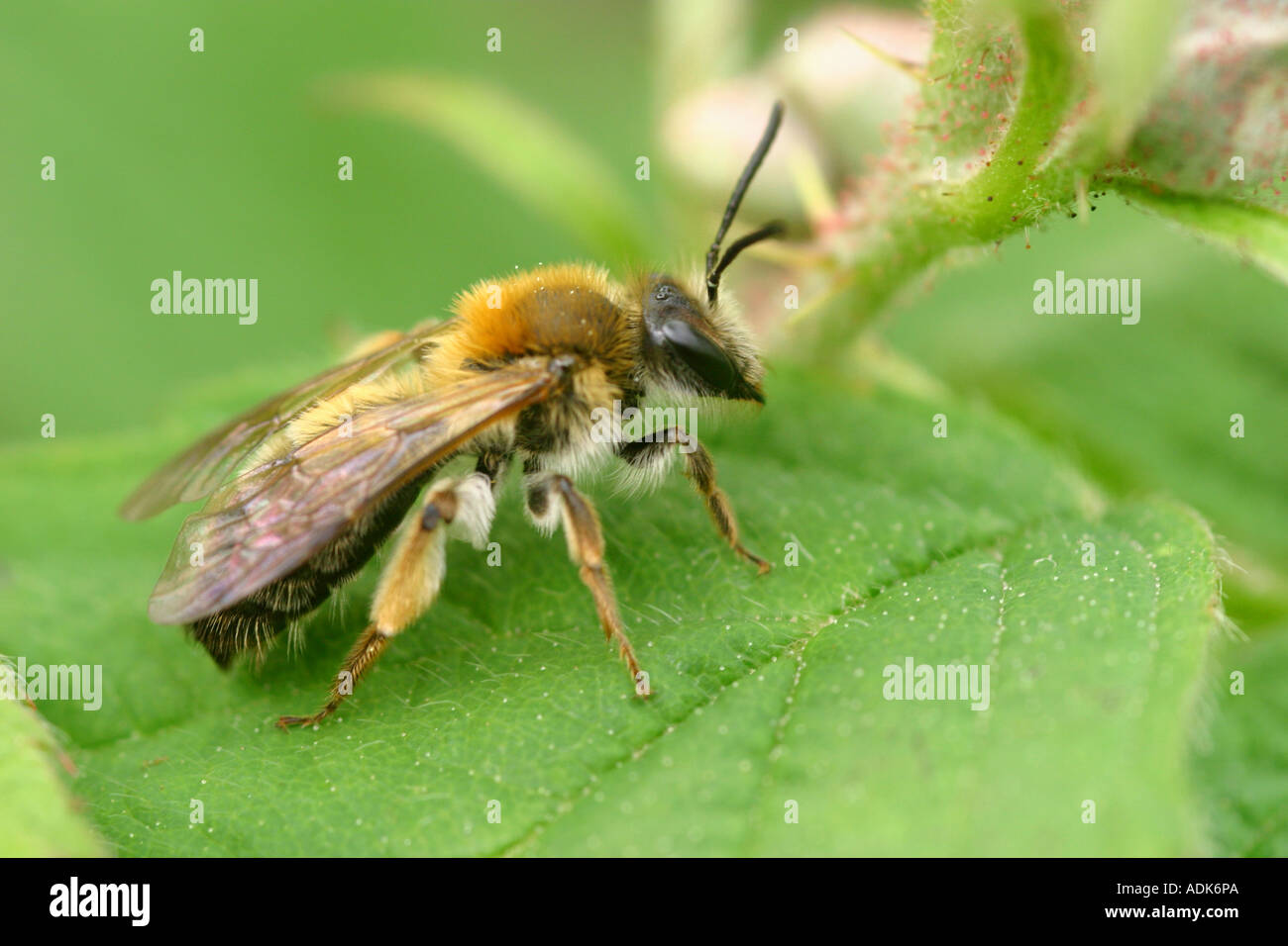 Anthophora hi-res stock photography and images - Alamy