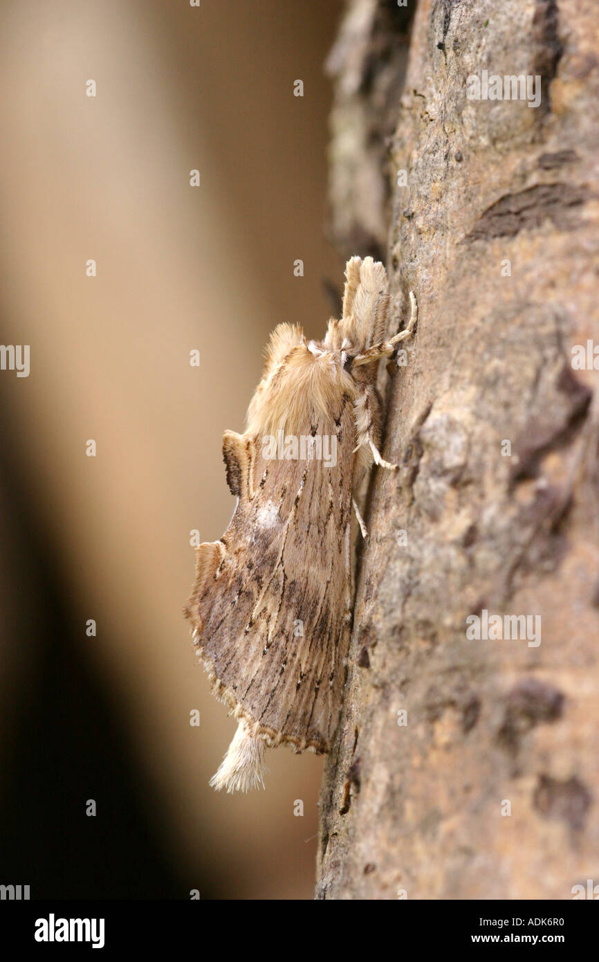 Pale prominent moth hi-res stock photography and images - Alamy