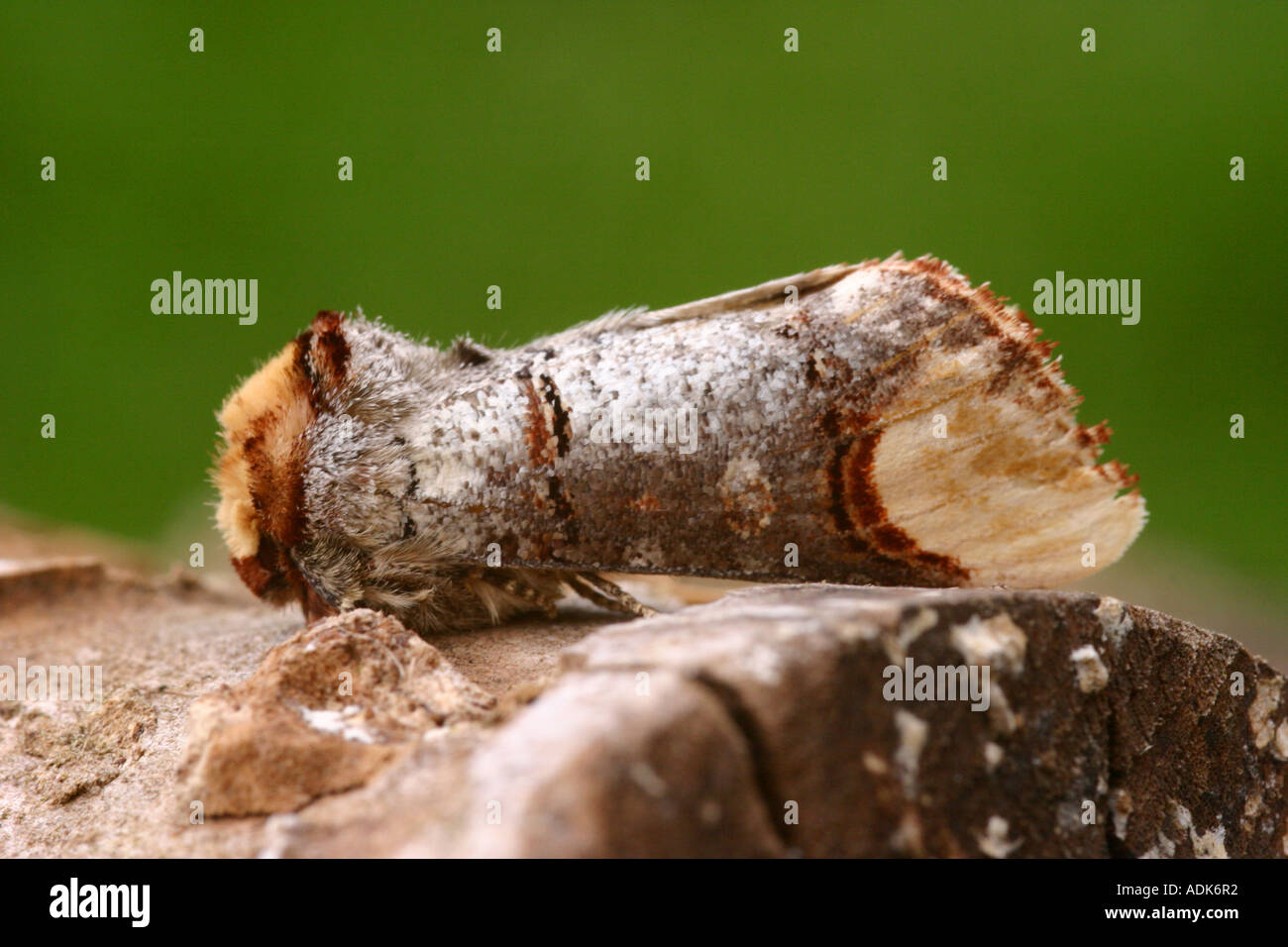 buff tip moth resting on tree bark phalera bucephala Stock Photo - Alamy